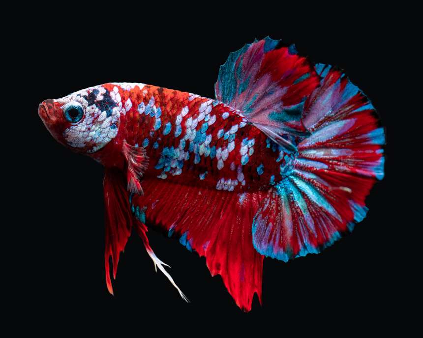 Betta Bojovnice - Top Výběr - Doručení Domů | ShrimpAqua.eu